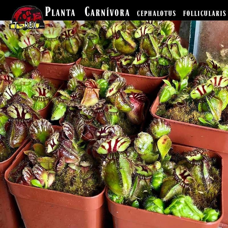 Planta Carnívora - Cephalotus follicularis: Como Cuidar e Cultivar